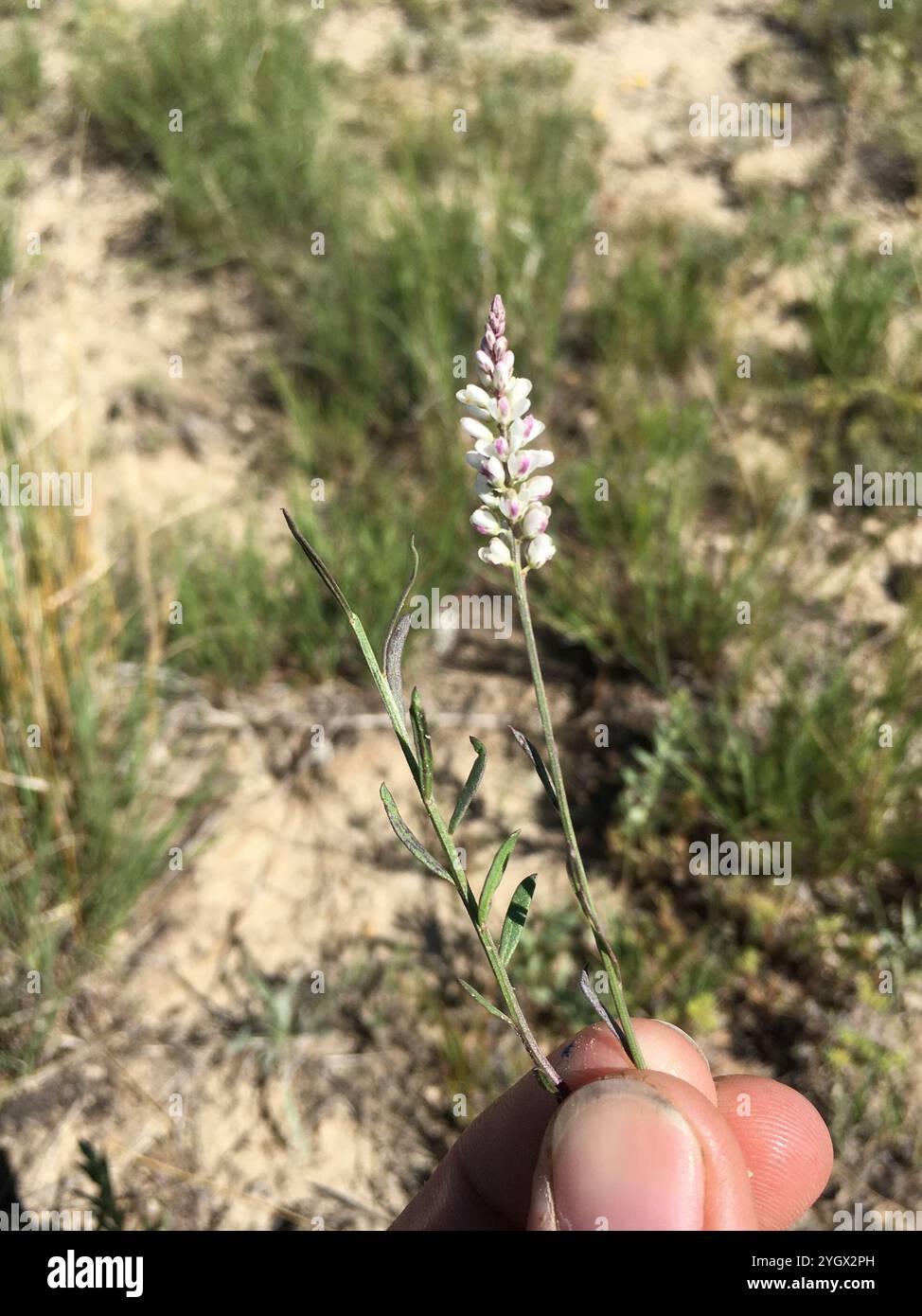 white milkwort (Polygala alba Stock Photo - Alamy