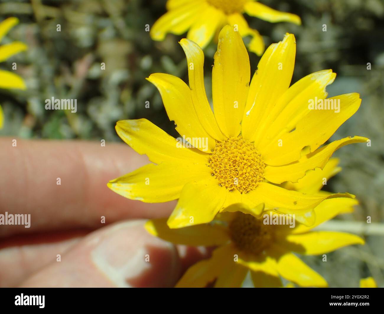 common woolly sunflower (Eriophyllum lanatum Stock Photo - Alamy