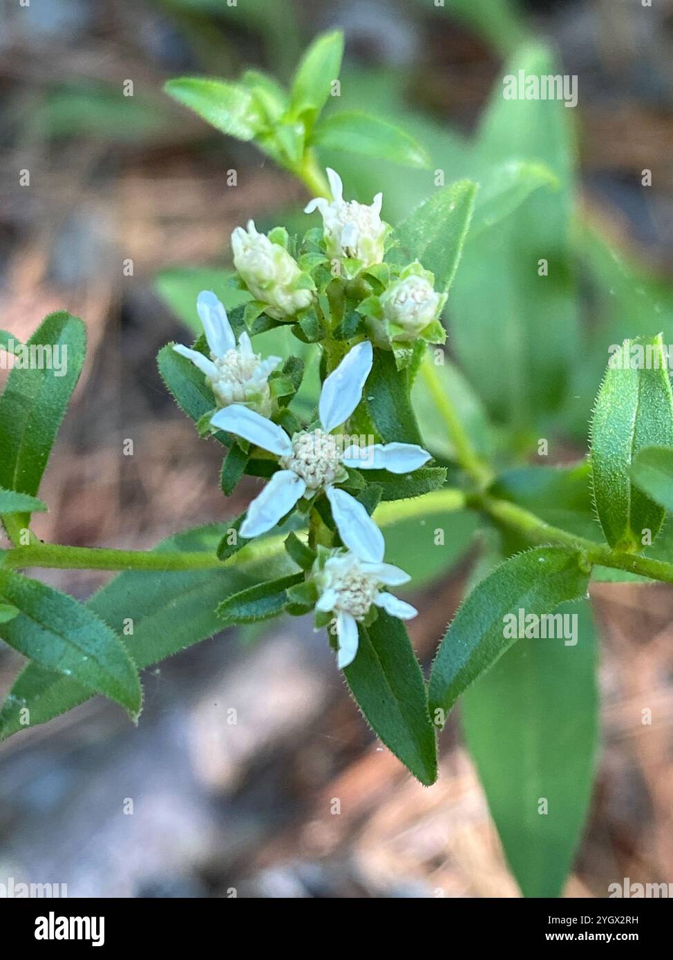 toothed white-topped aster (Sericocarpus asteroides Stock Photo - Alamy