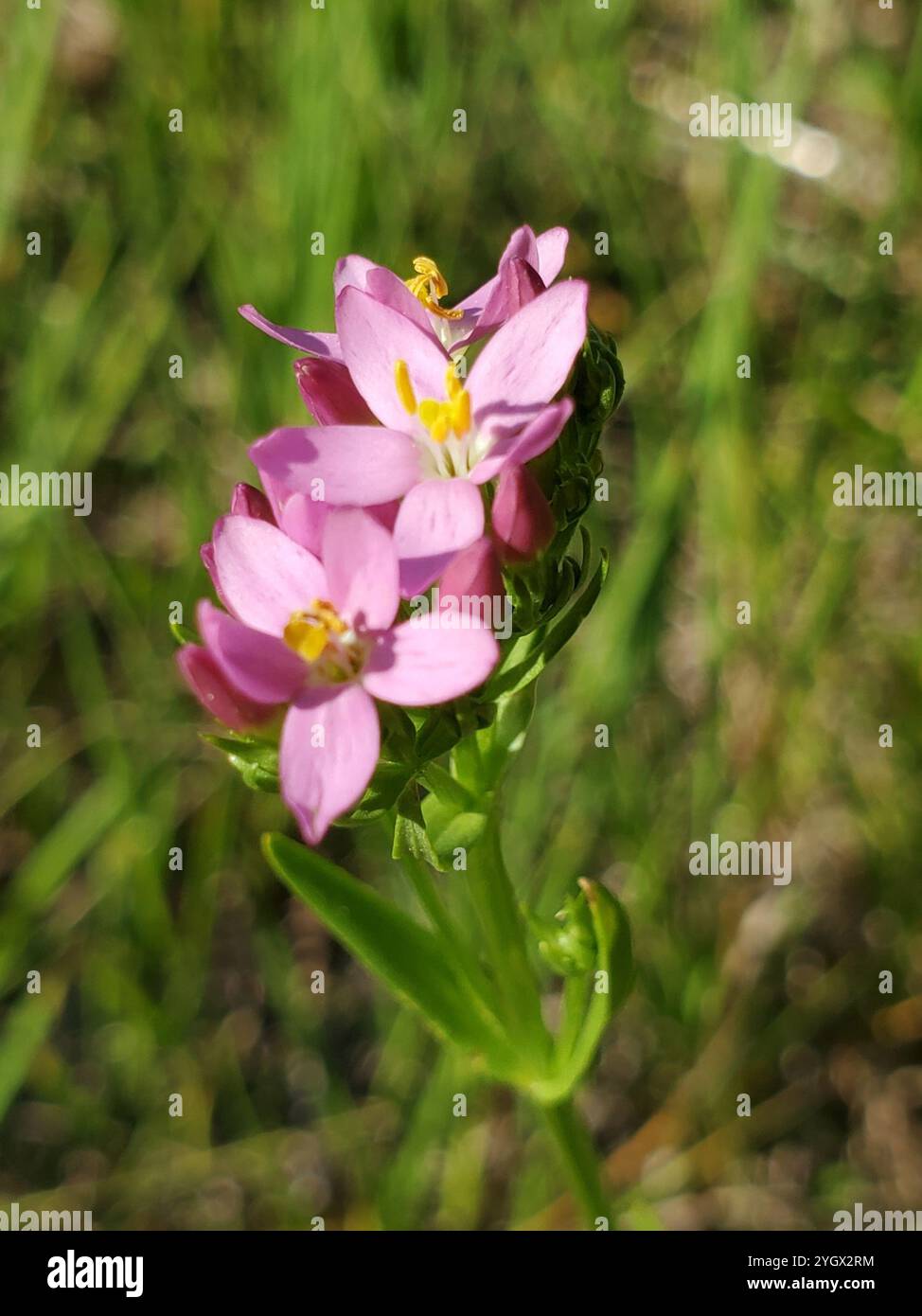 Common centaury (Centaurium erythraea Stock Photo - Alamy