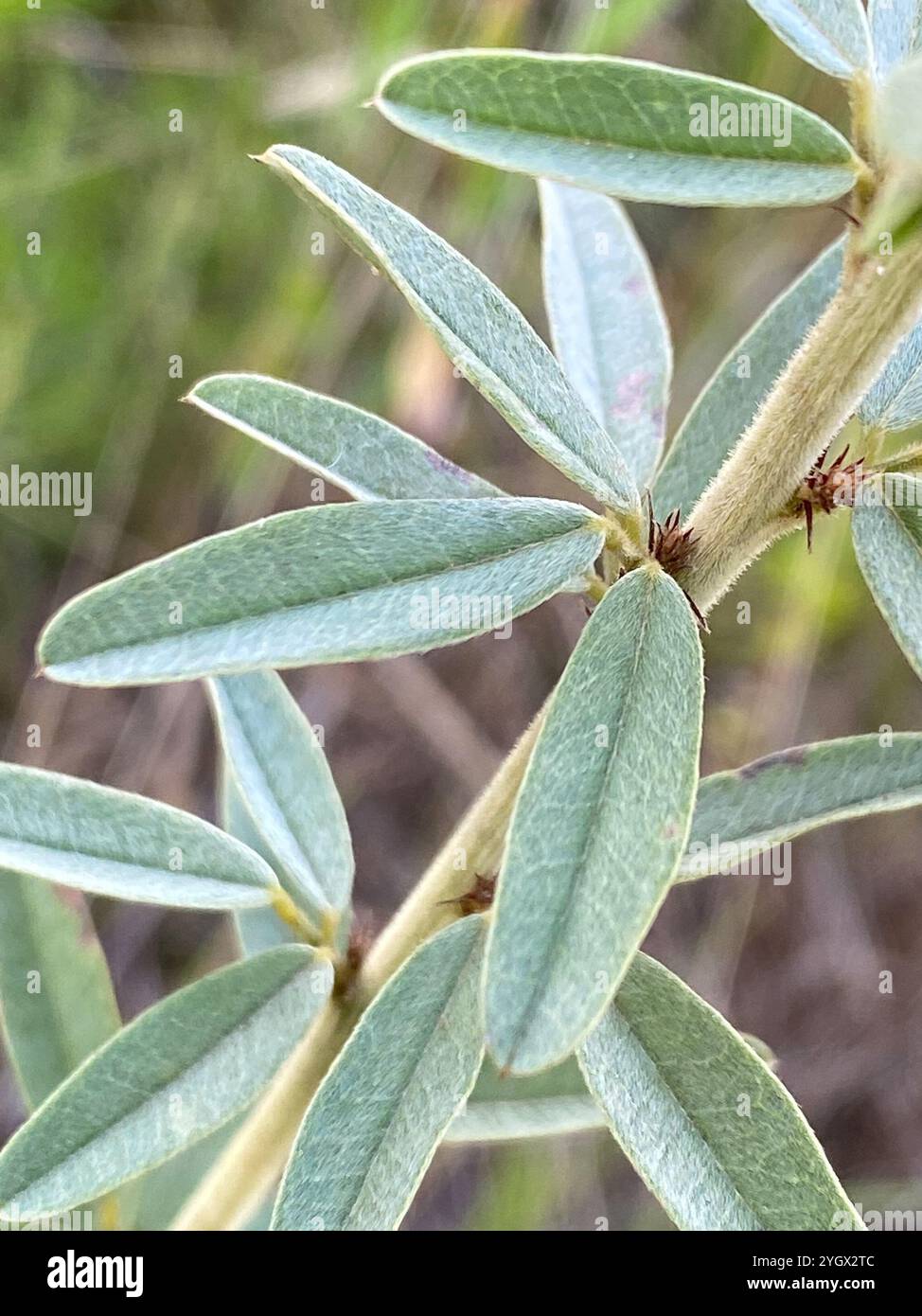 round-headed bush clover (Lespedeza capitata Stock Photo - Alamy