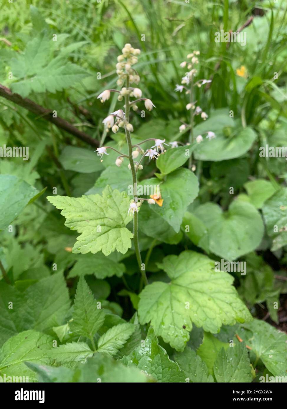 Oneleaf Foamflower (Tiarella trifoliata unifoliata Stock Photo - Alamy