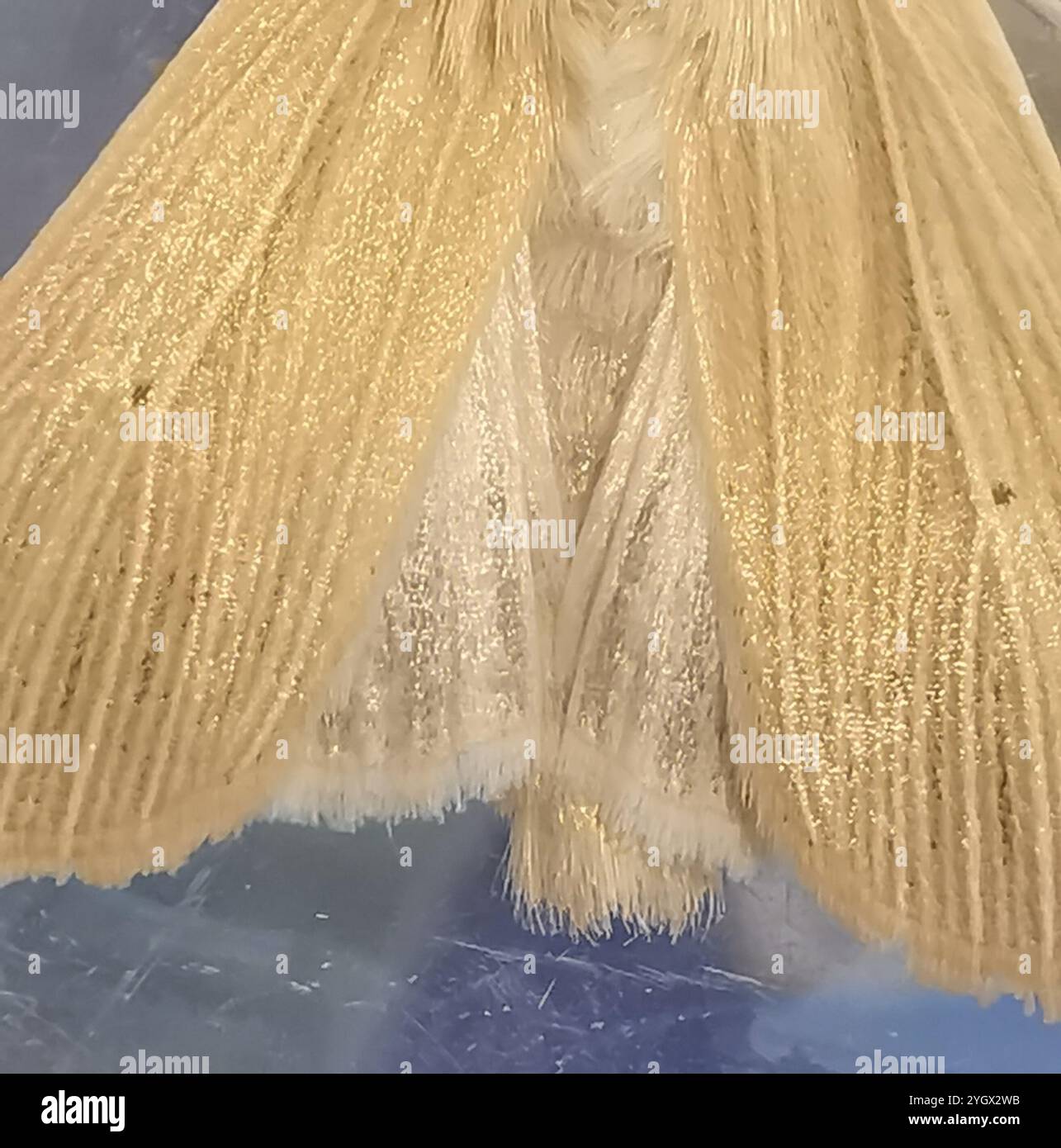 Common Wainscot (Mythimna pallens Stock Photo - Alamy