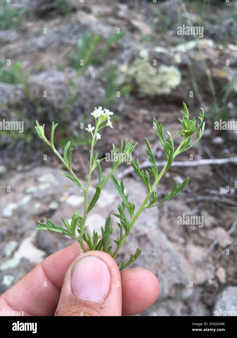 Mountain Pepperweed (Lepidium montanum Stock Photo - Alamy