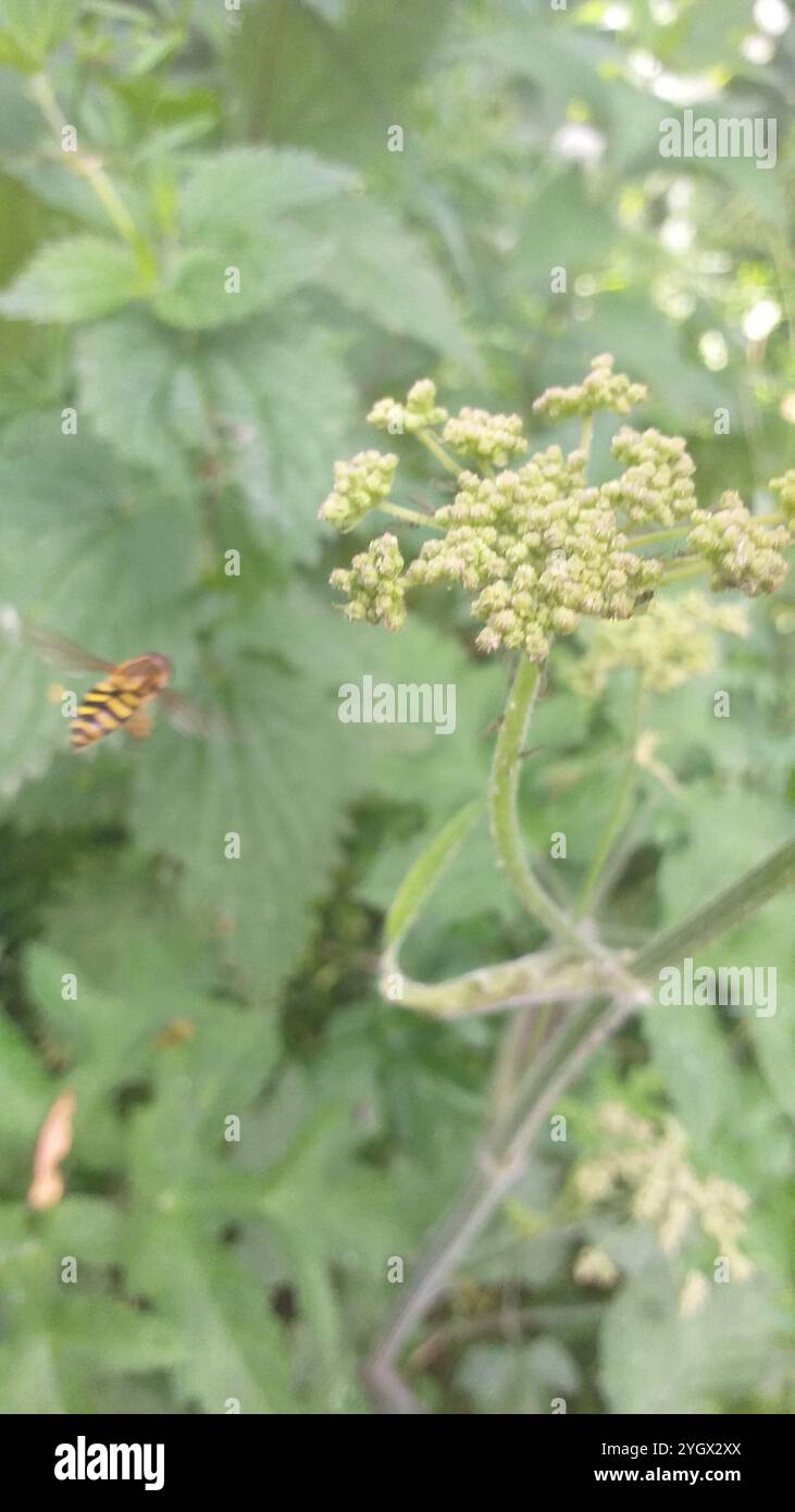 Typical Hover Flies (Syrphinae Stock Photo - Alamy