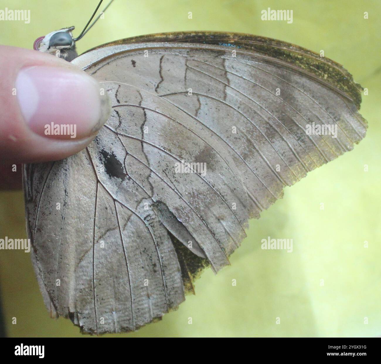 One-spotted Prepona (Archaeoprepona demophon Stock Photo - Alamy