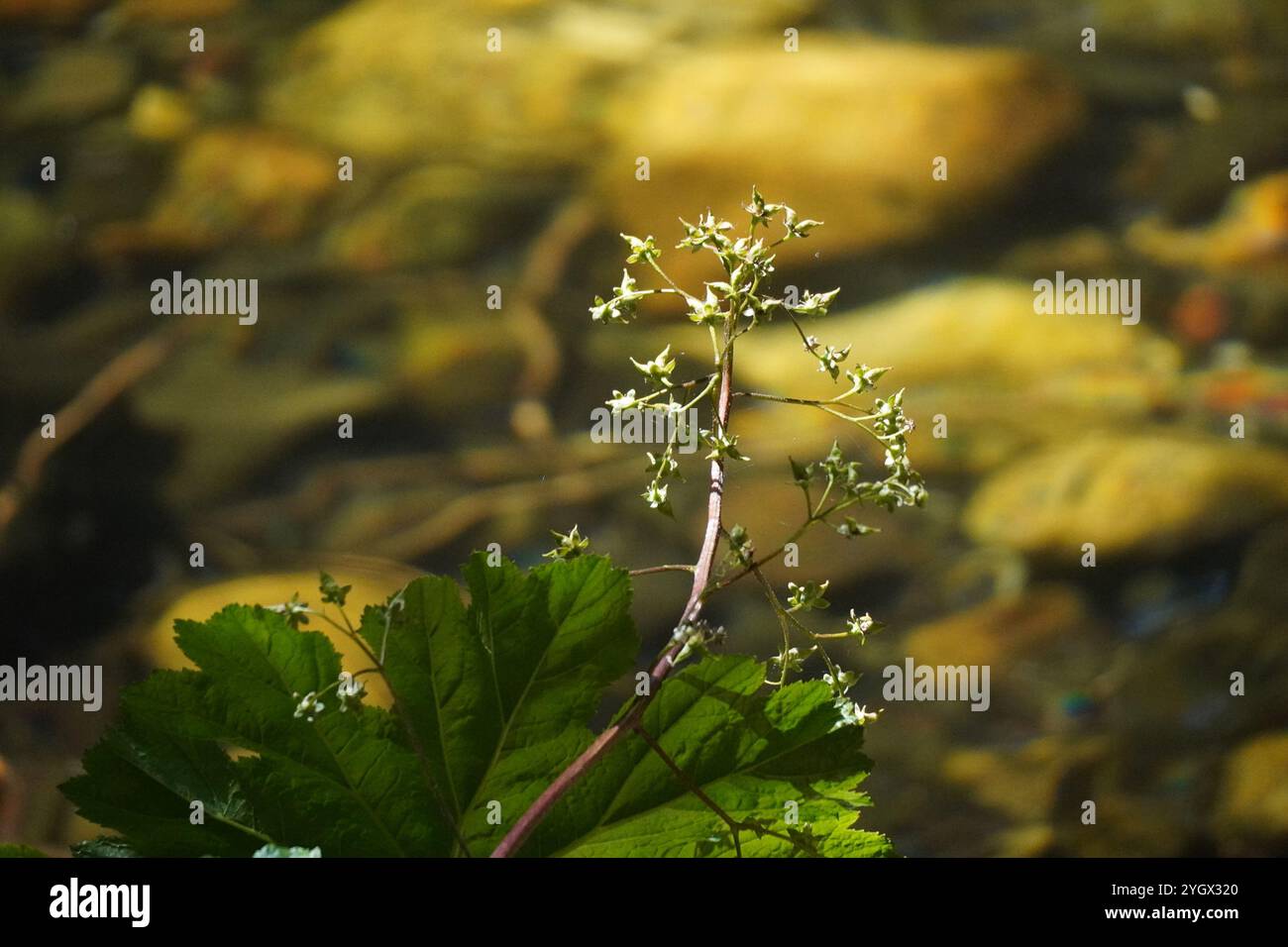 Umbrella Plant (Darmera peltata Stock Photo - Alamy