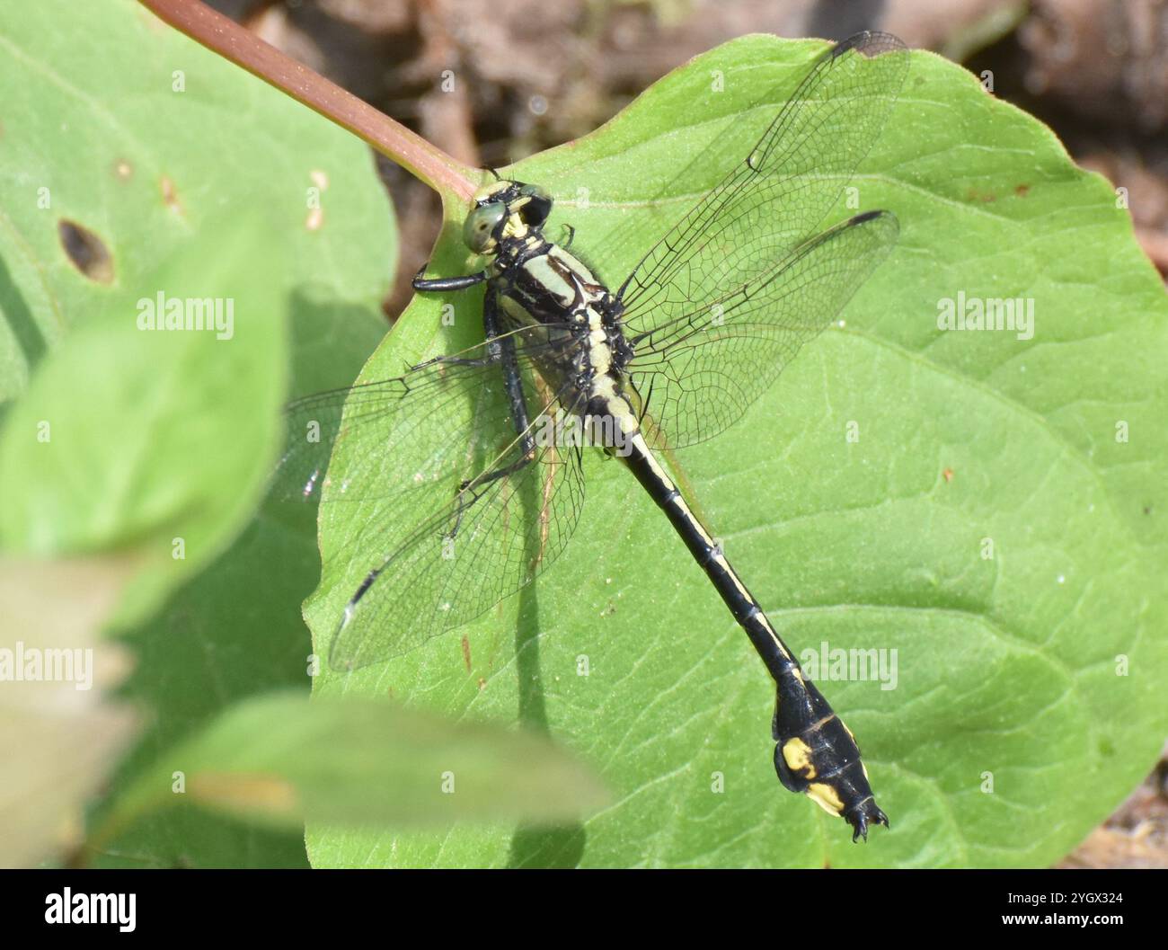 Skillet Clubtail (Gomphurus ventricosus Stock Photo - Alamy