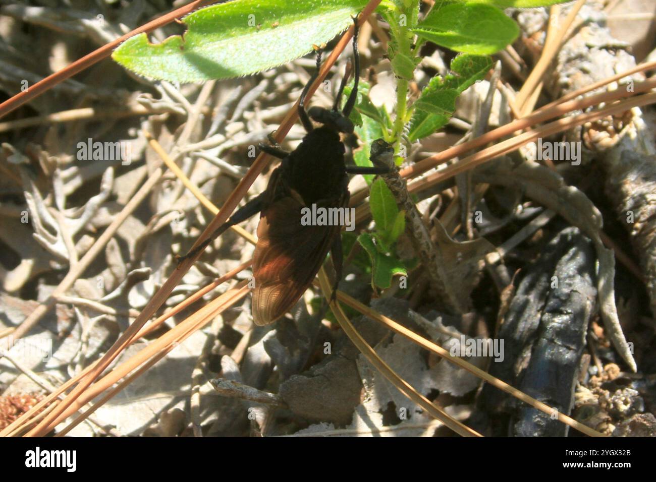 Clubbed mydas fly hi-res stock photography and images - Alamy