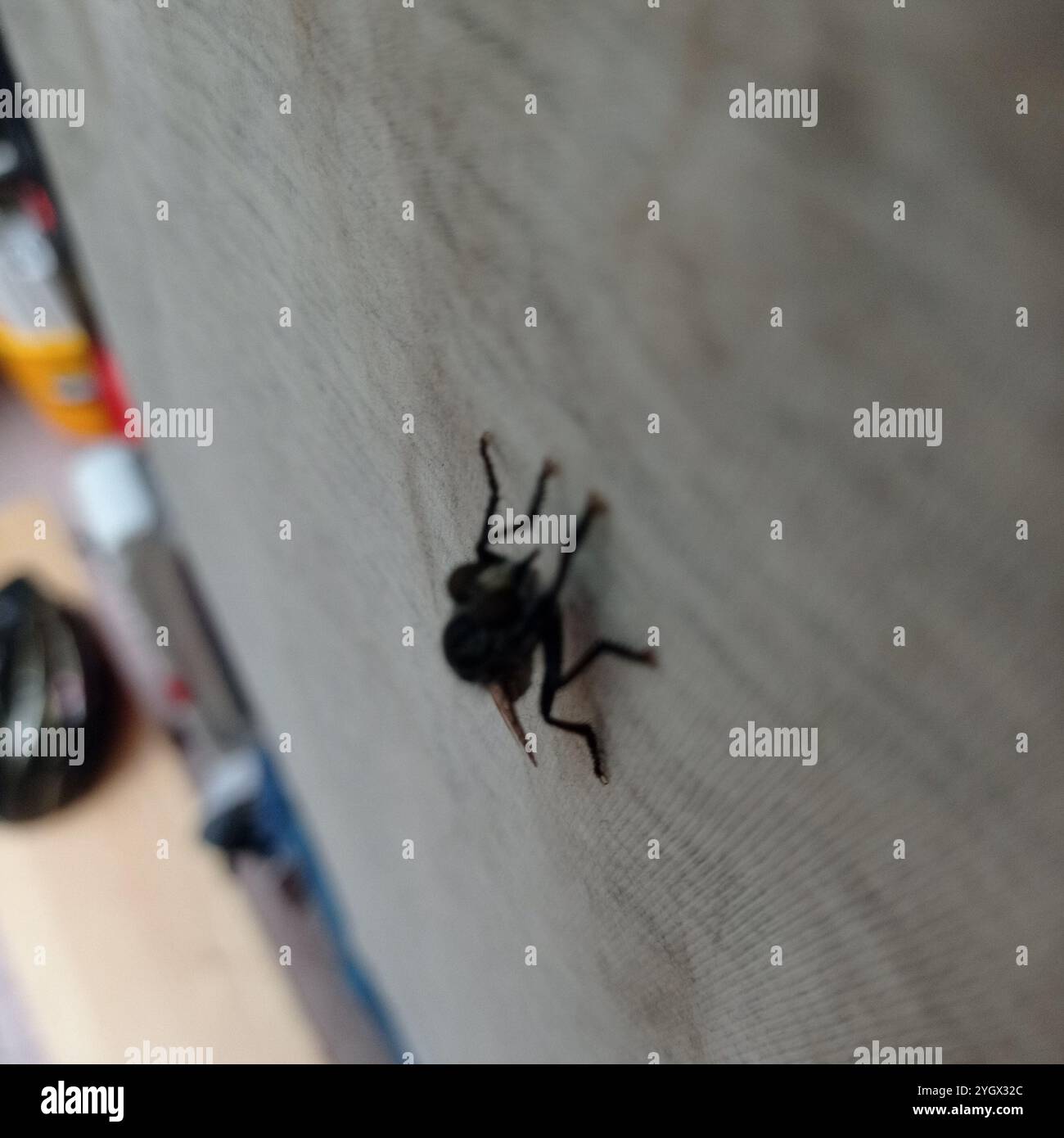 Giant Robber Flies (Promachus Stock Photo - Alamy