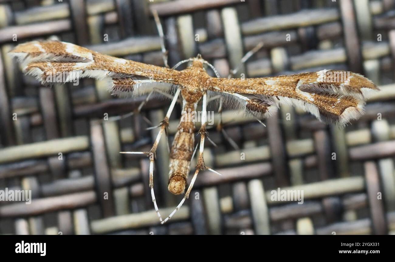 Grape and Sheppard's Plume Moths (Geina periscelidactylus Stock Photo ...