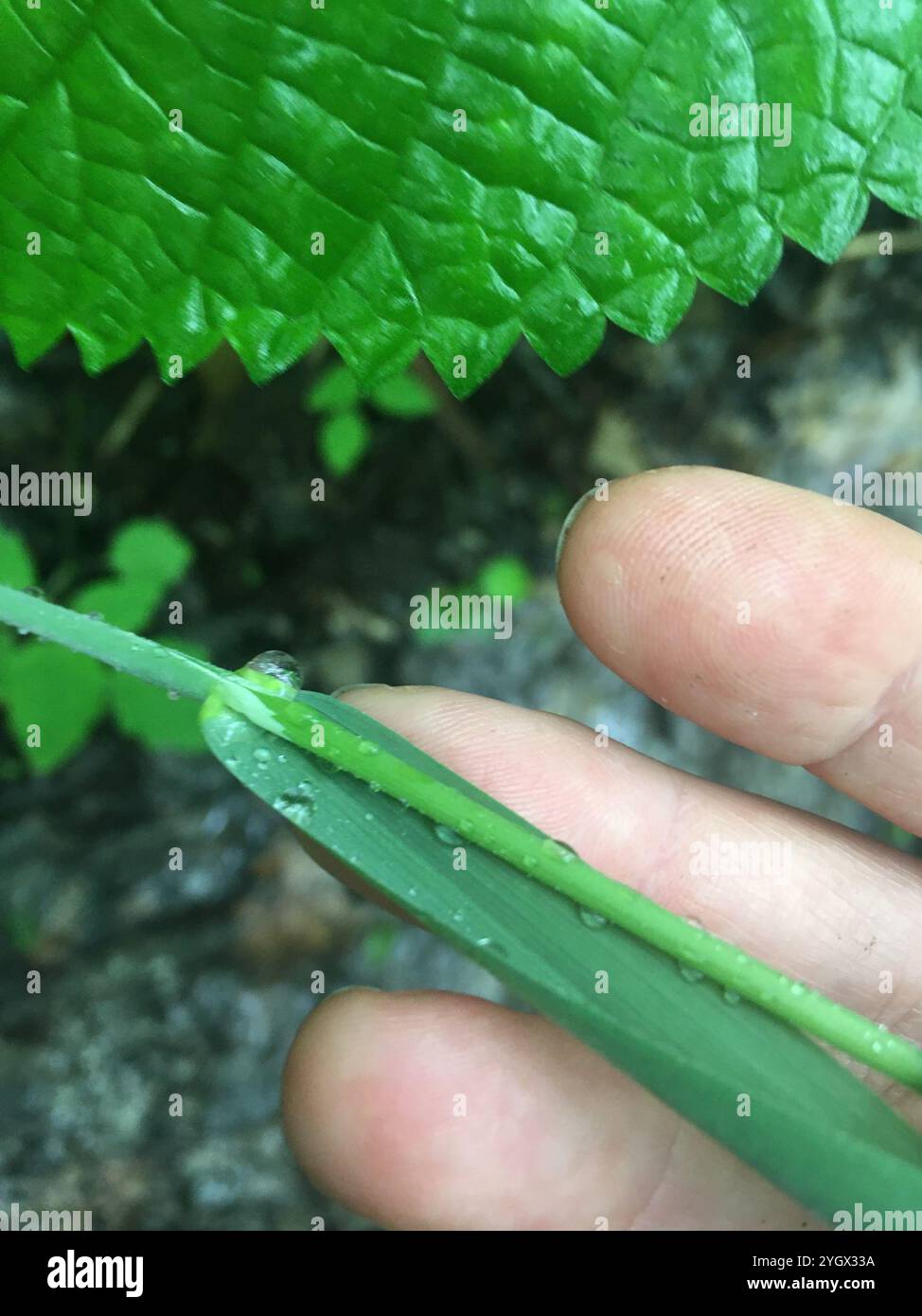 Wood Millet (Milium effusum Stock Photo - Alamy