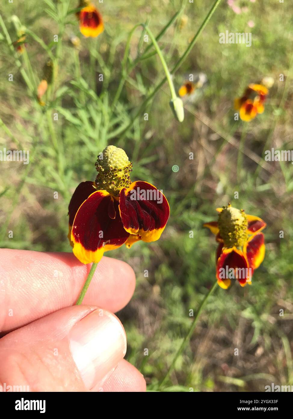 upright prairie coneflower (Ratibida columnifera Stock Photo - Alamy