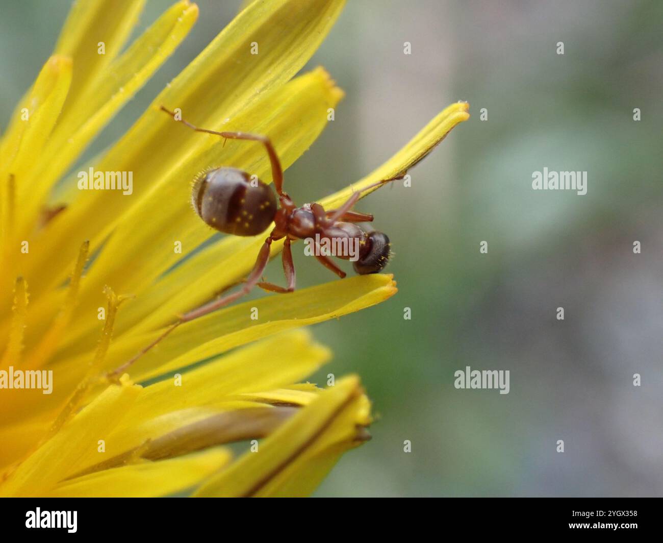 Formica fusca ants hi-res stock photography and images - Alamy