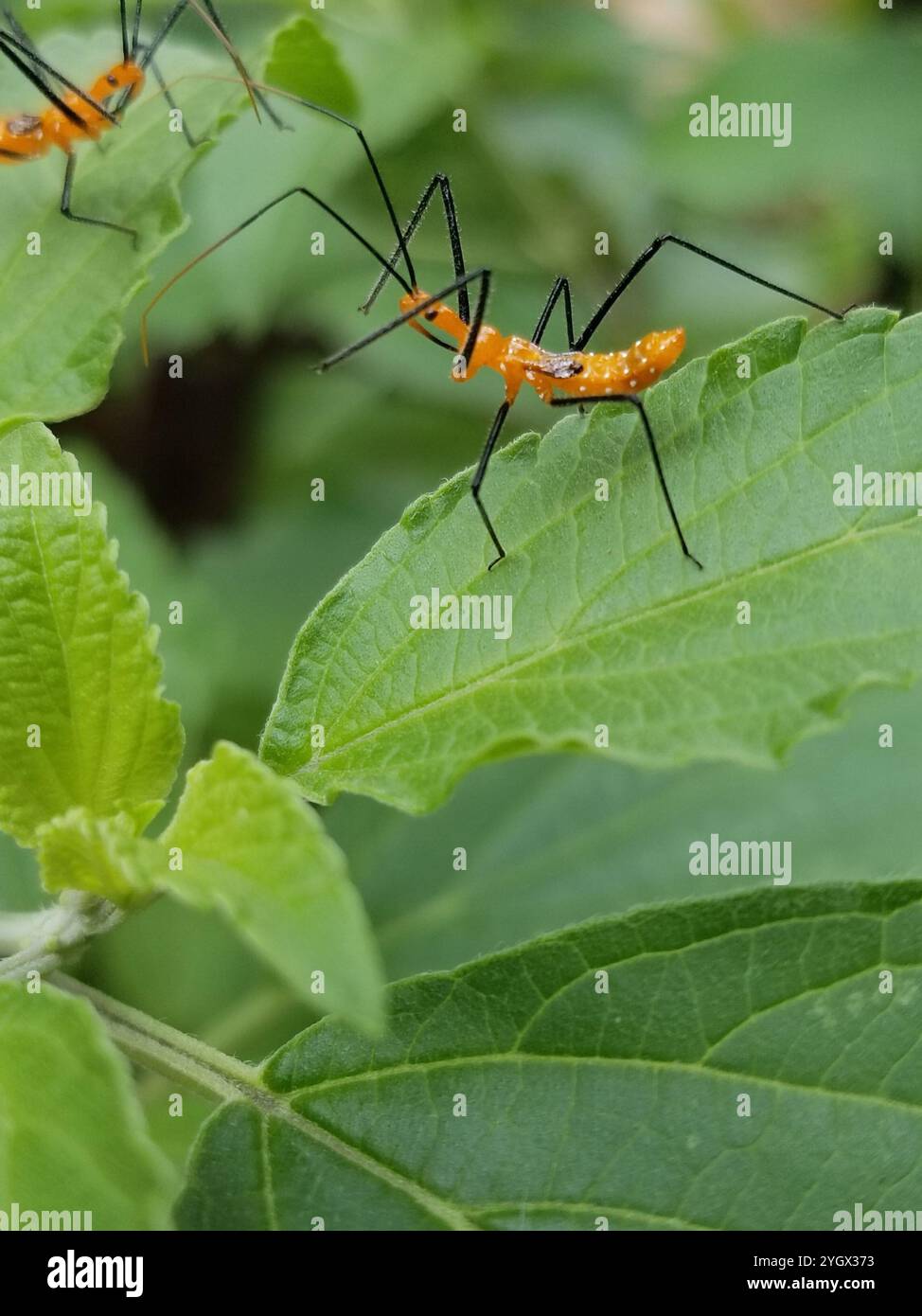 Milkweed Assassin Bug (Zelus longipes Stock Photo - Alamy