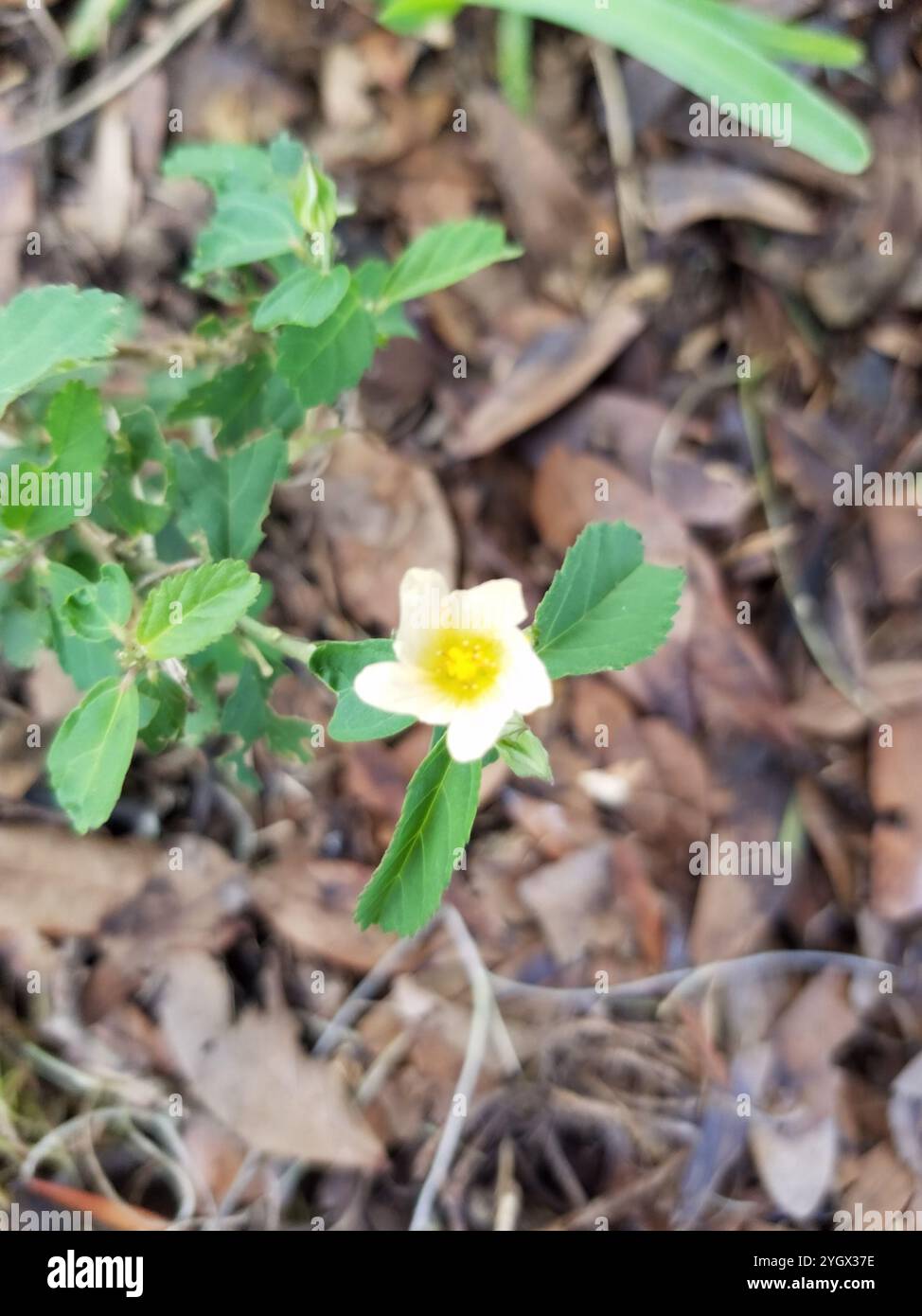 Common Fanpetals (Sida ulmifolia Stock Photo - Alamy