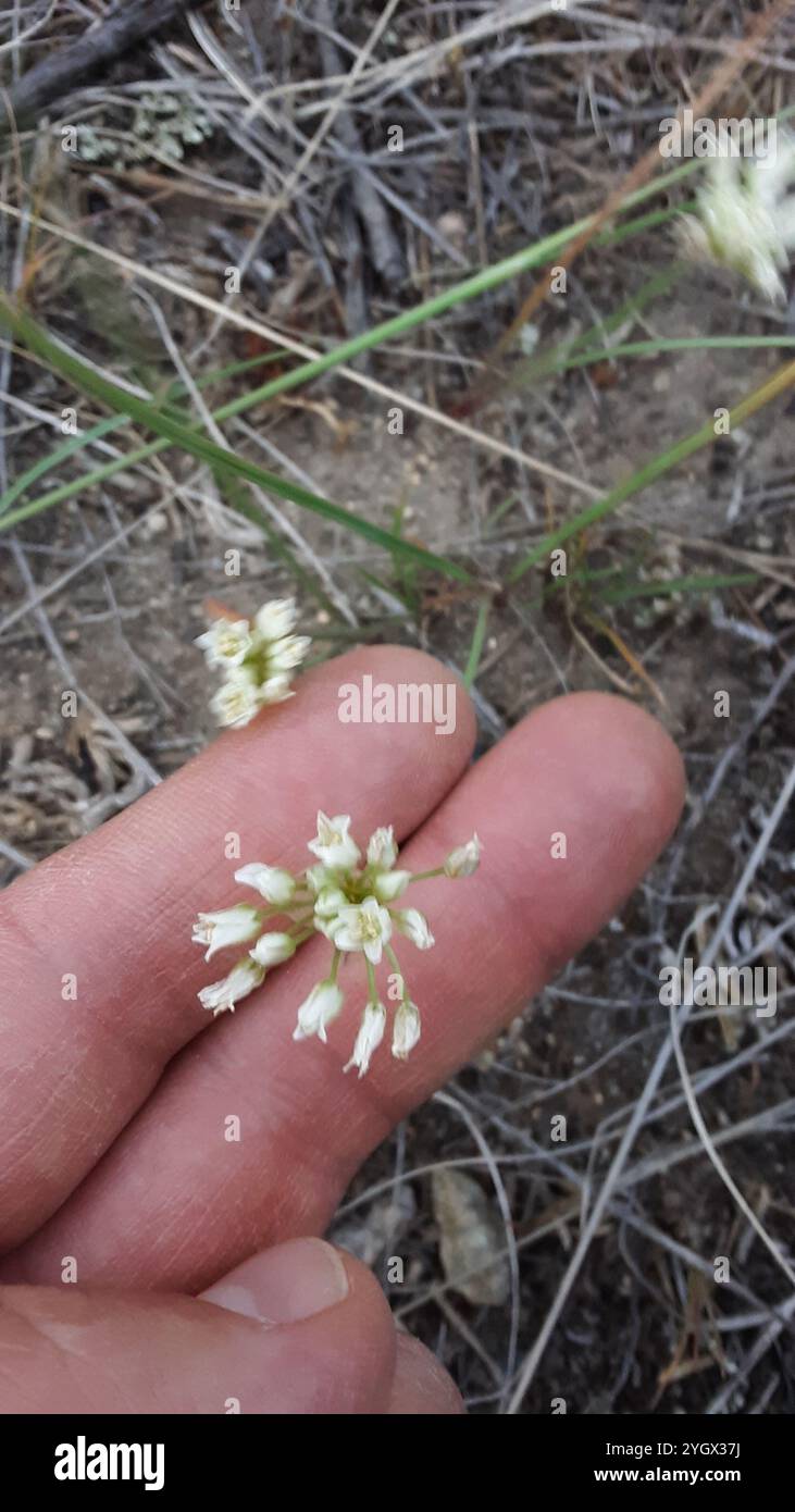 Textile onion (Allium textile Stock Photo - Alamy