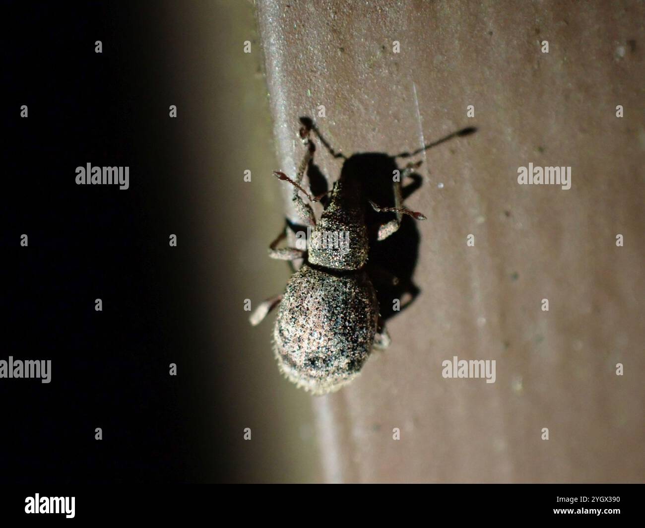 Strawberry Root Weevil (Sciaphilus asperatus Stock Photo - Alamy