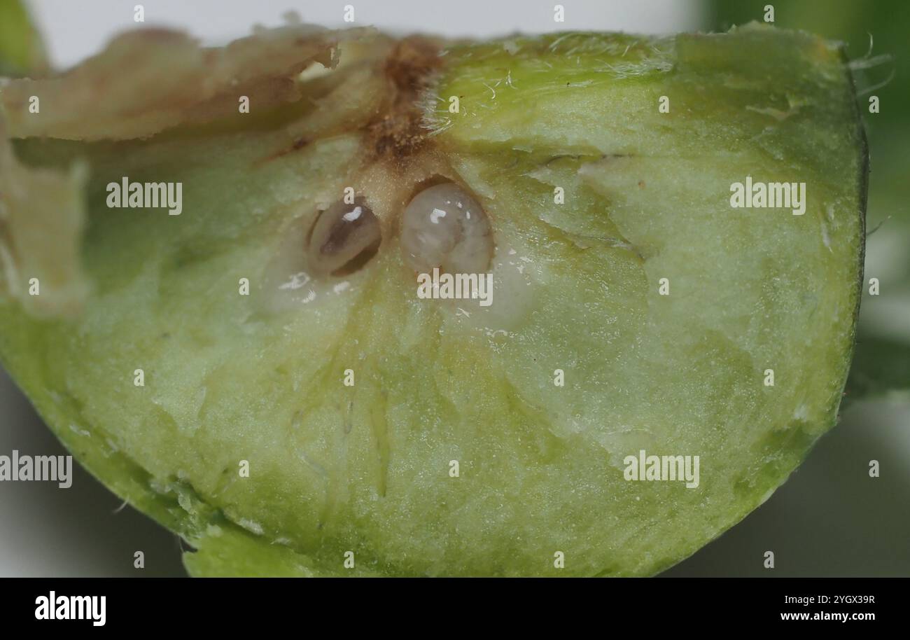 Oak Petiole Gall Wasp (Andricus quercuspetiolicola Stock Photo - Alamy