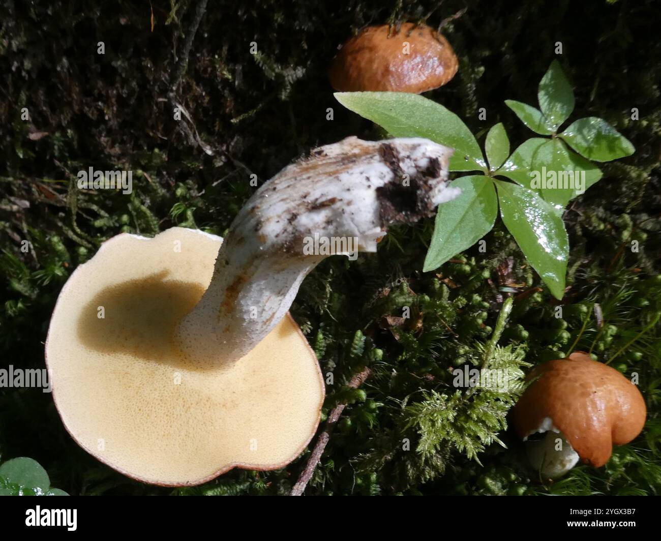 Butterball (Suillus weaverae Stock Photo - Alamy