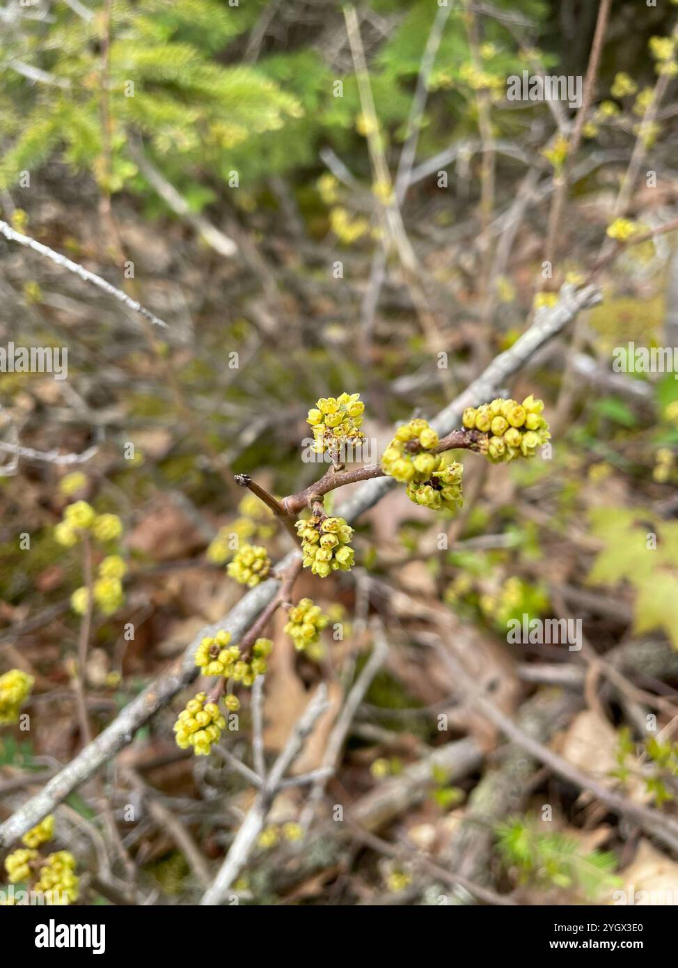 fragrant sumac (Rhus aromatica Stock Photo - Alamy