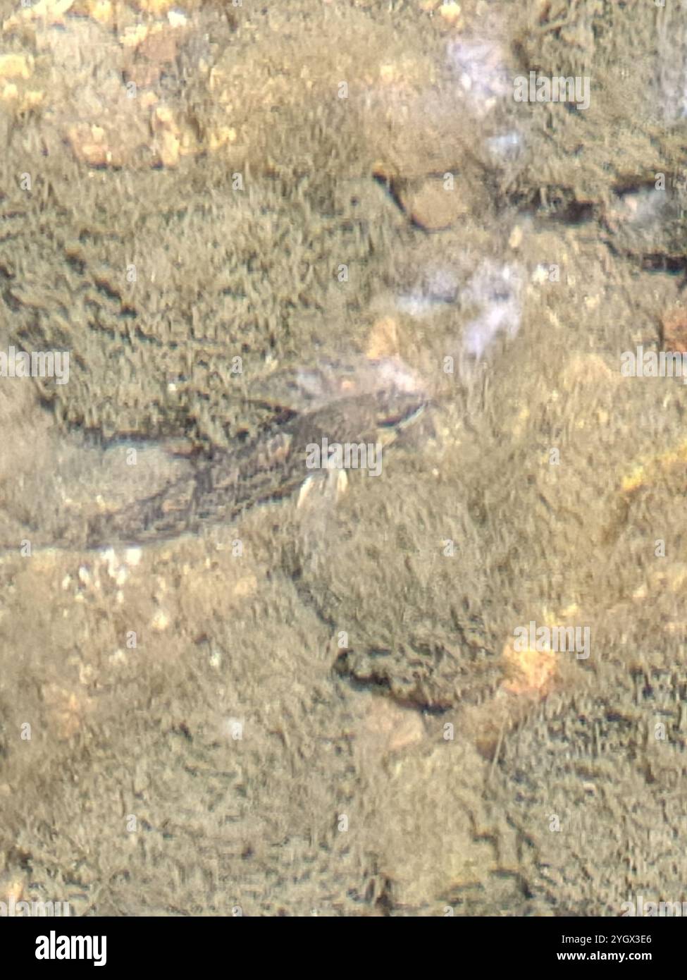 Olmstedi hi-res stock photography and images - Alamy