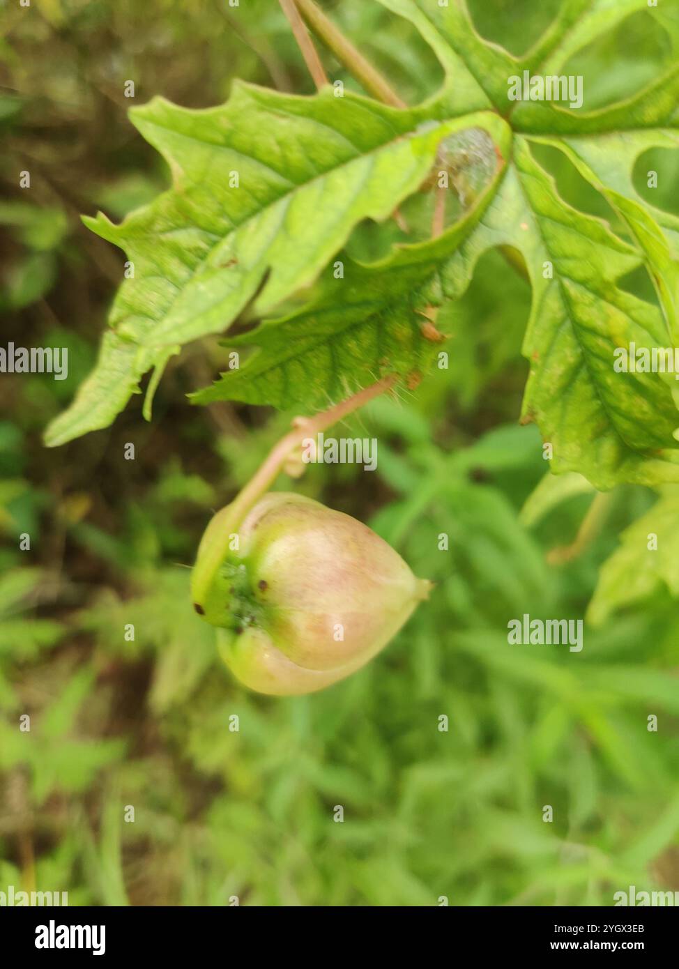 Alamo vine hi-res stock photography and images - Alamy