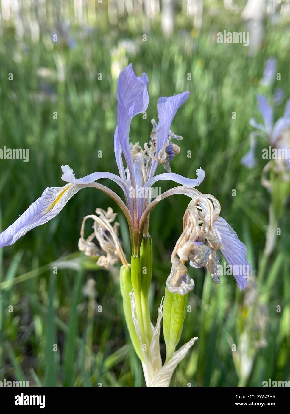 western blue flag (Iris missouriensis Stock Photo - Alamy