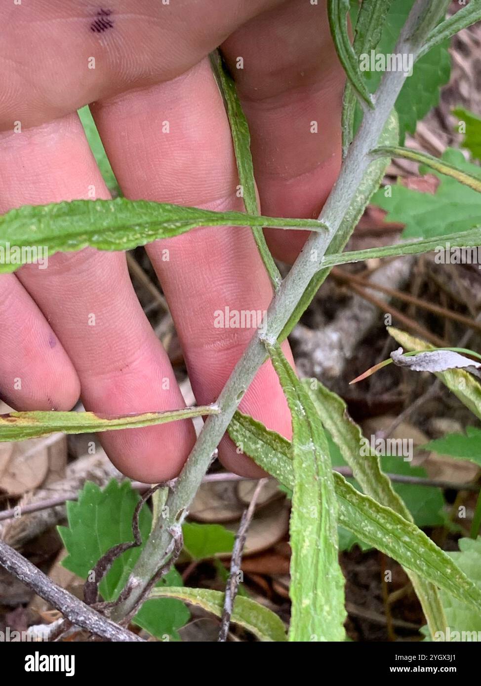 sweet everlasting (Pseudognaphalium obtusifolium Stock Photo - Alamy