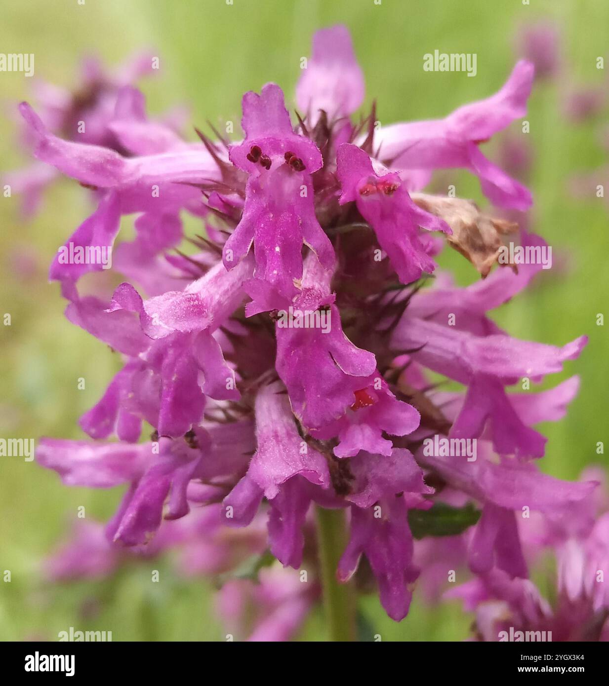 common hedge-nettle (Betonica officinalis Stock Photo - Alamy