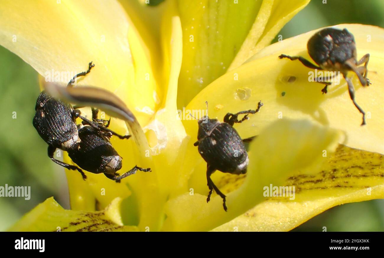 Iris weevil (Mononychus punctumalbum Stock Photo - Alamy