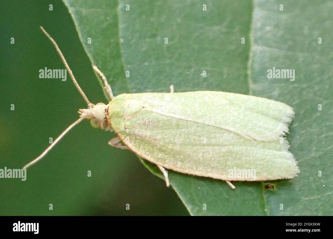Oak tortrix tortrix viridana hi-res stock photography and images - Alamy