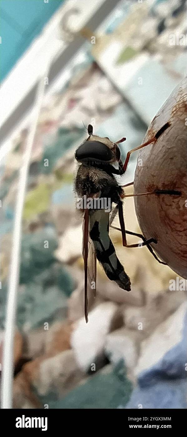 Didea hi-res stock photography and images - Alamy