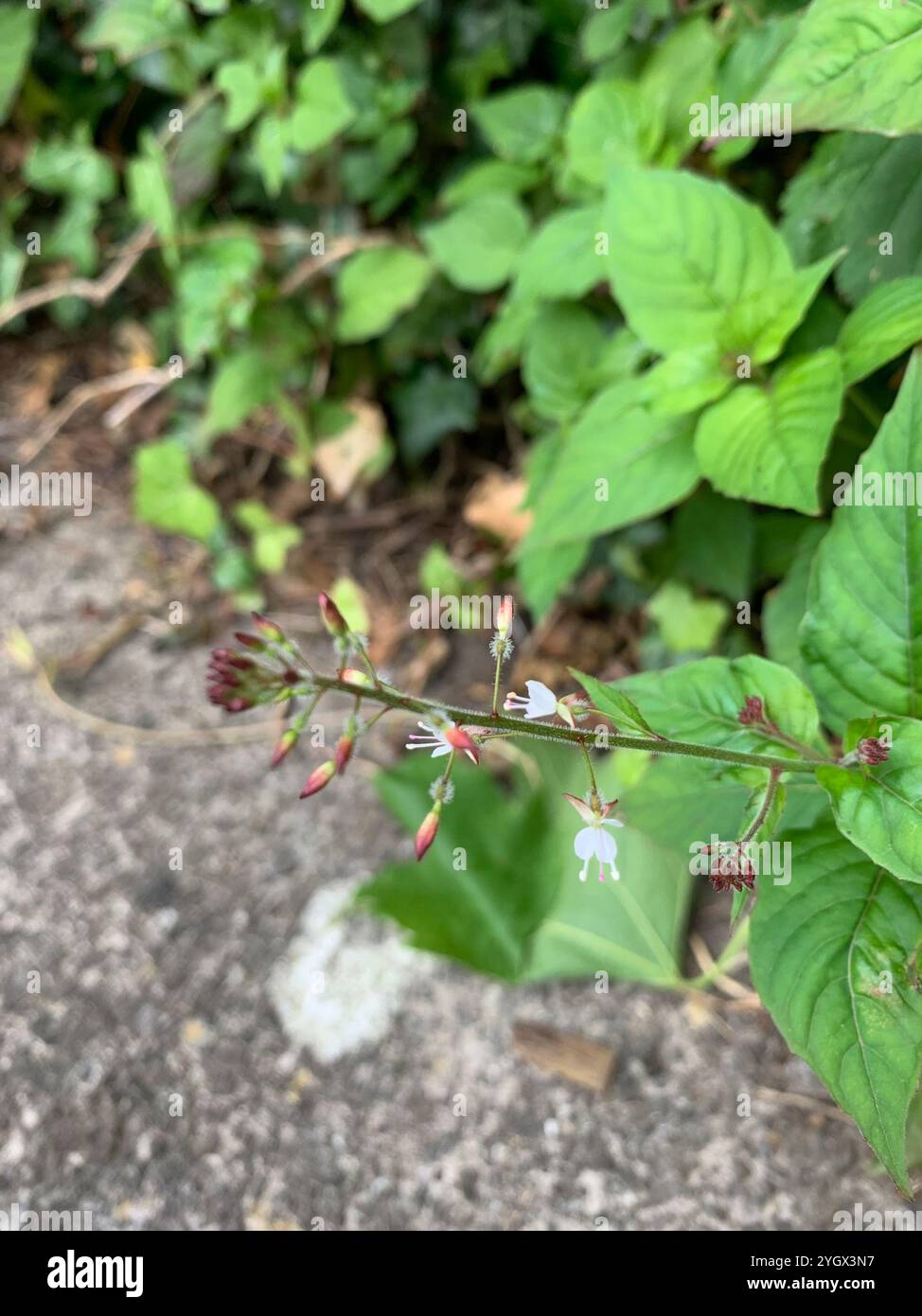 enchanter's-nightshade (Circaea lutetiana Stock Photo - Alamy