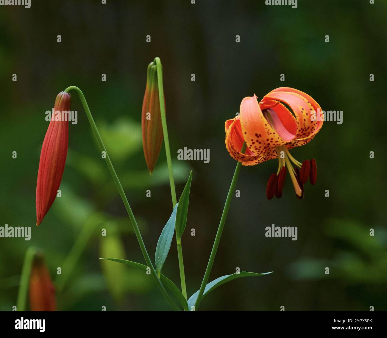 Michigan lily (Lilium michiganense Stock Photo - Alamy