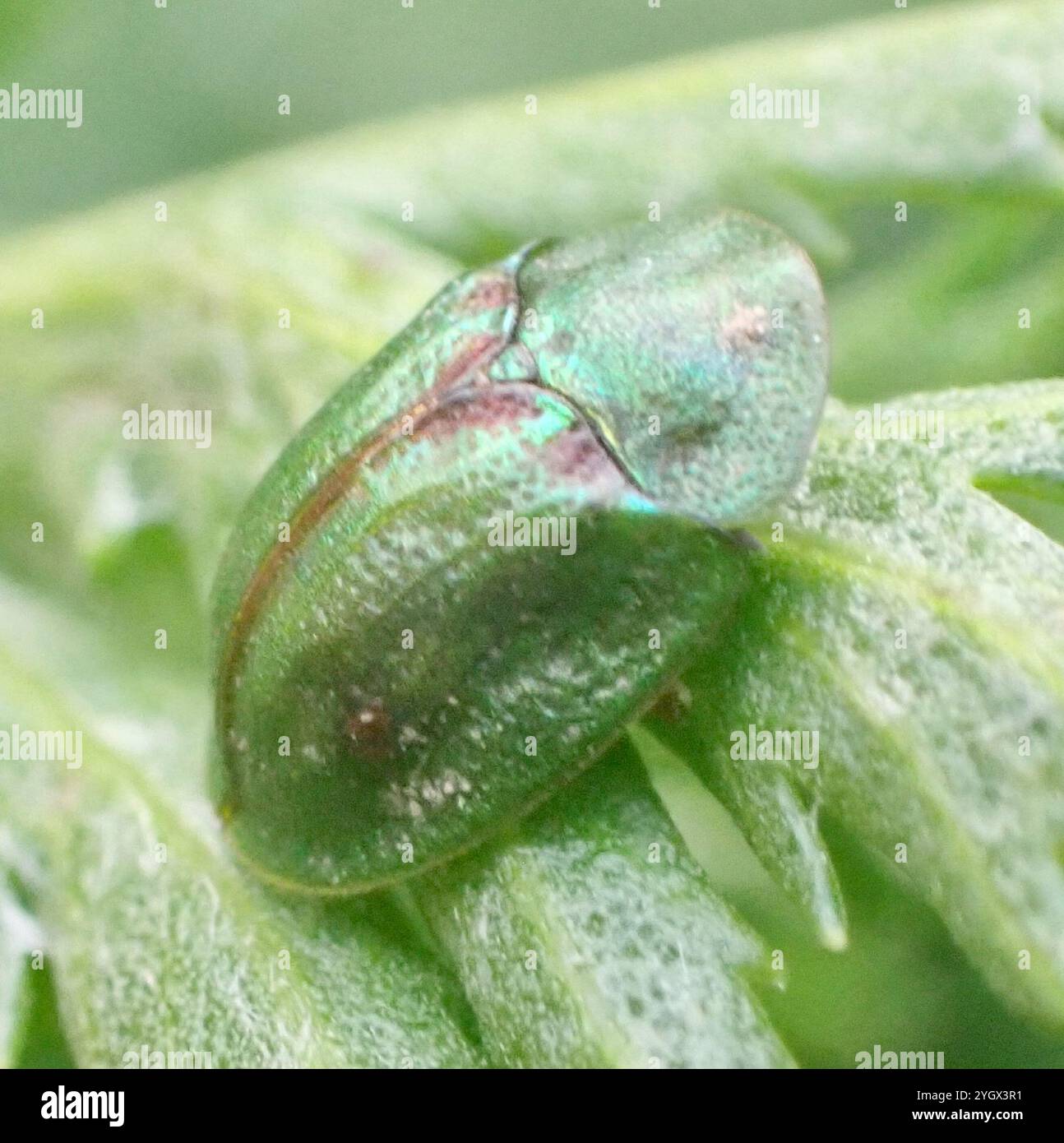 Tortoise beetles hi-res stock photography and images - Alamy