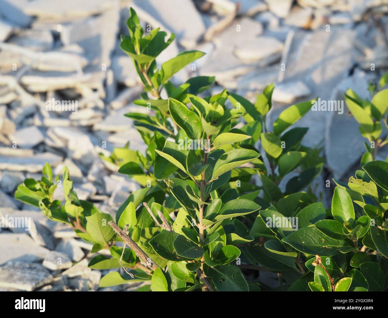 scrambling clerodendrum (Volkameria inermis Stock Photo - Alamy