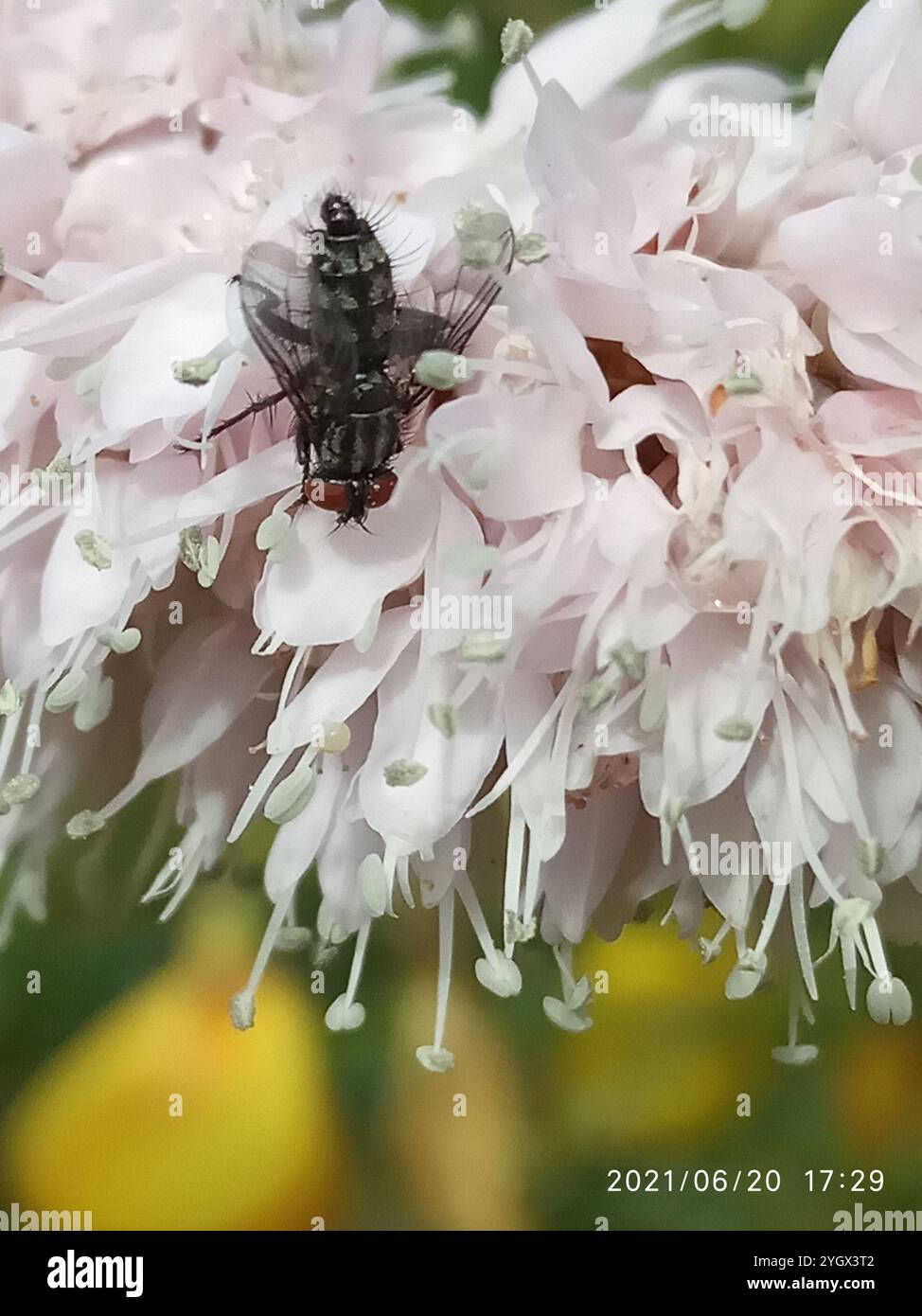 Common Flesh Flies (Sarcophaga Stock Photo - Alamy