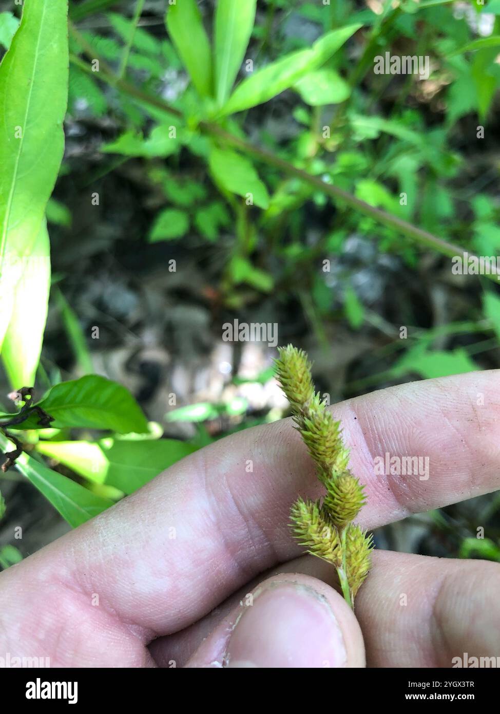 Blunt Broom Sedge (Carex tribuloides tribuloides Stock Photo - Alamy