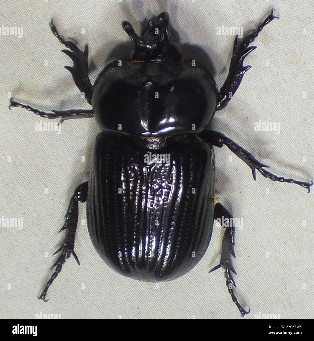 Triceratops Beetle (Phileurus truncatus Stock Photo - Alamy