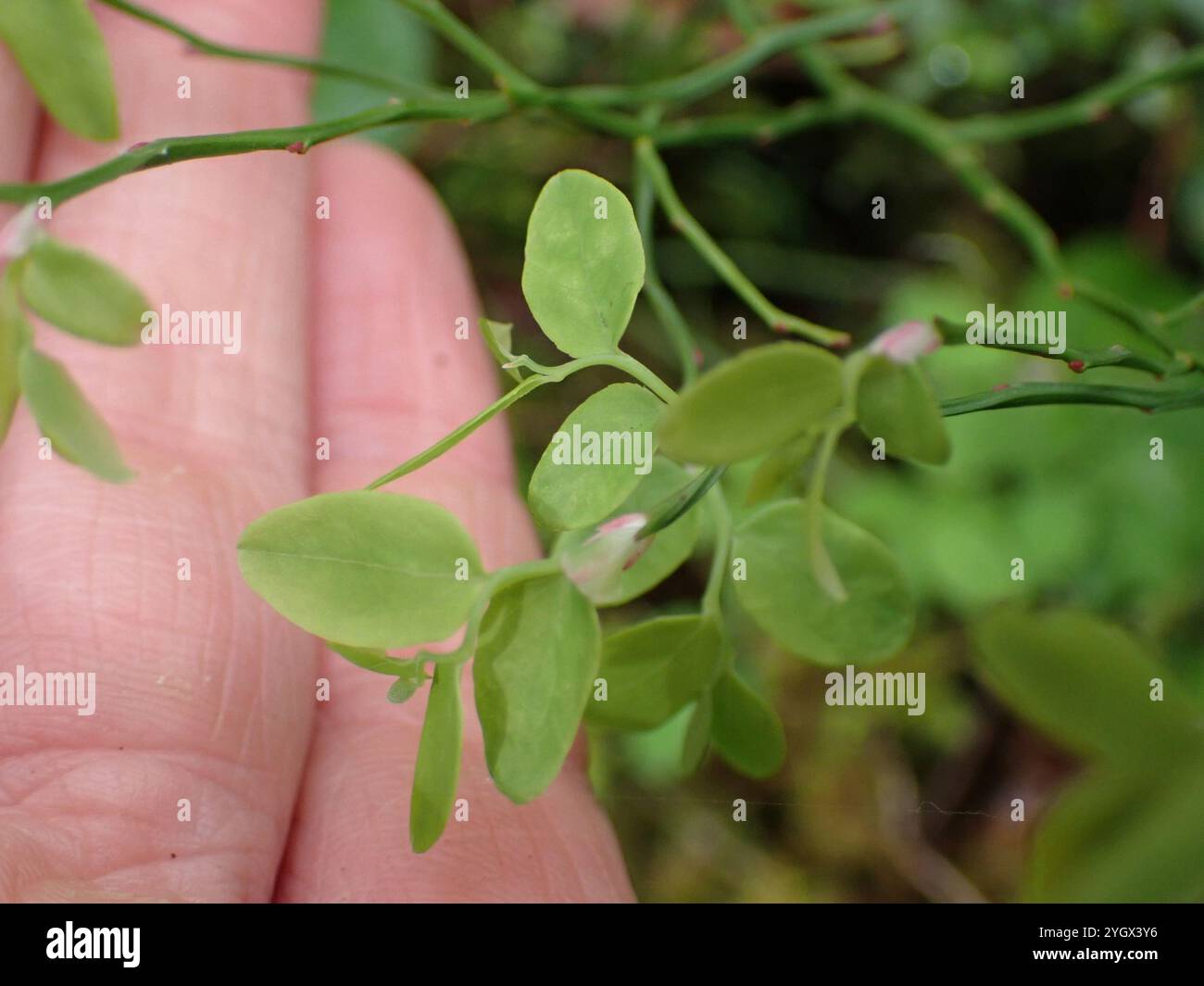 Vaccinium parvifolium hi-res stock photography and images - Alamy