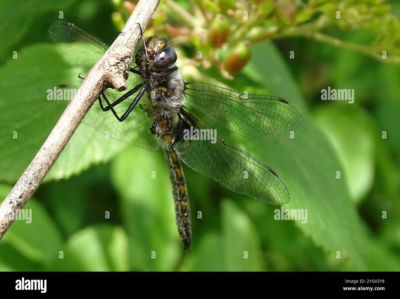 Cynosura hi-res stock photography and images - Alamy