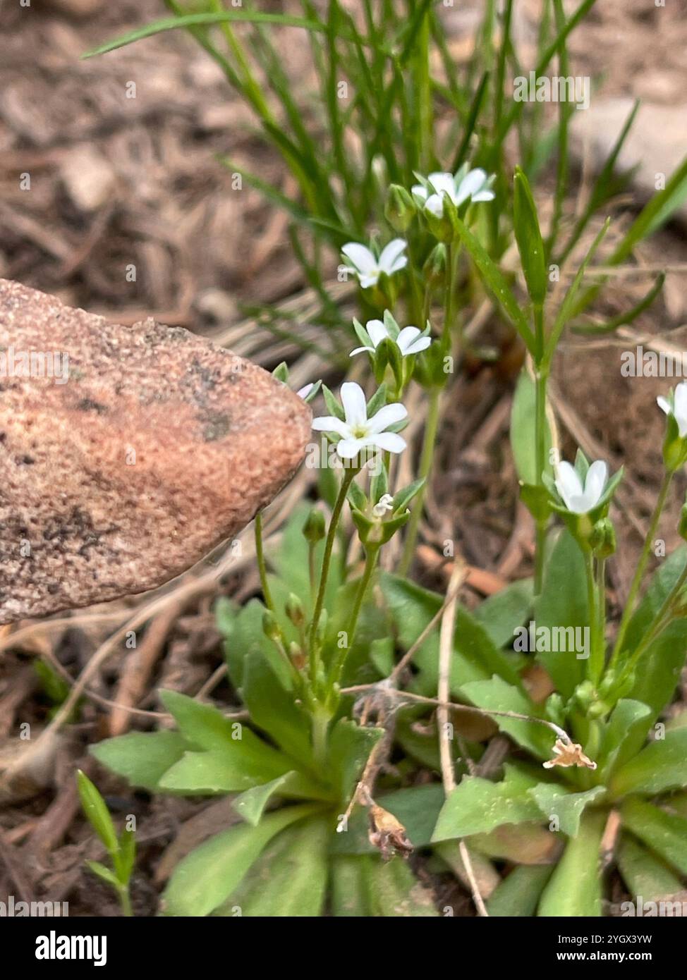pygmy-flower rock-jasmine (Androsace septentrionalis Stock Photo - Alamy
