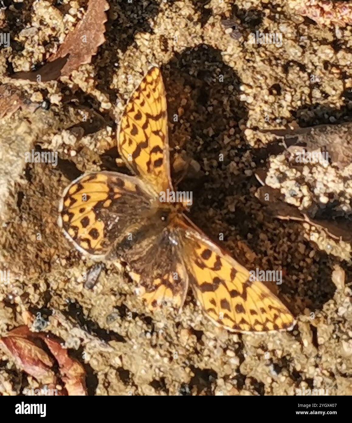 Freija fritillary hi-res stock photography and images - Alamy