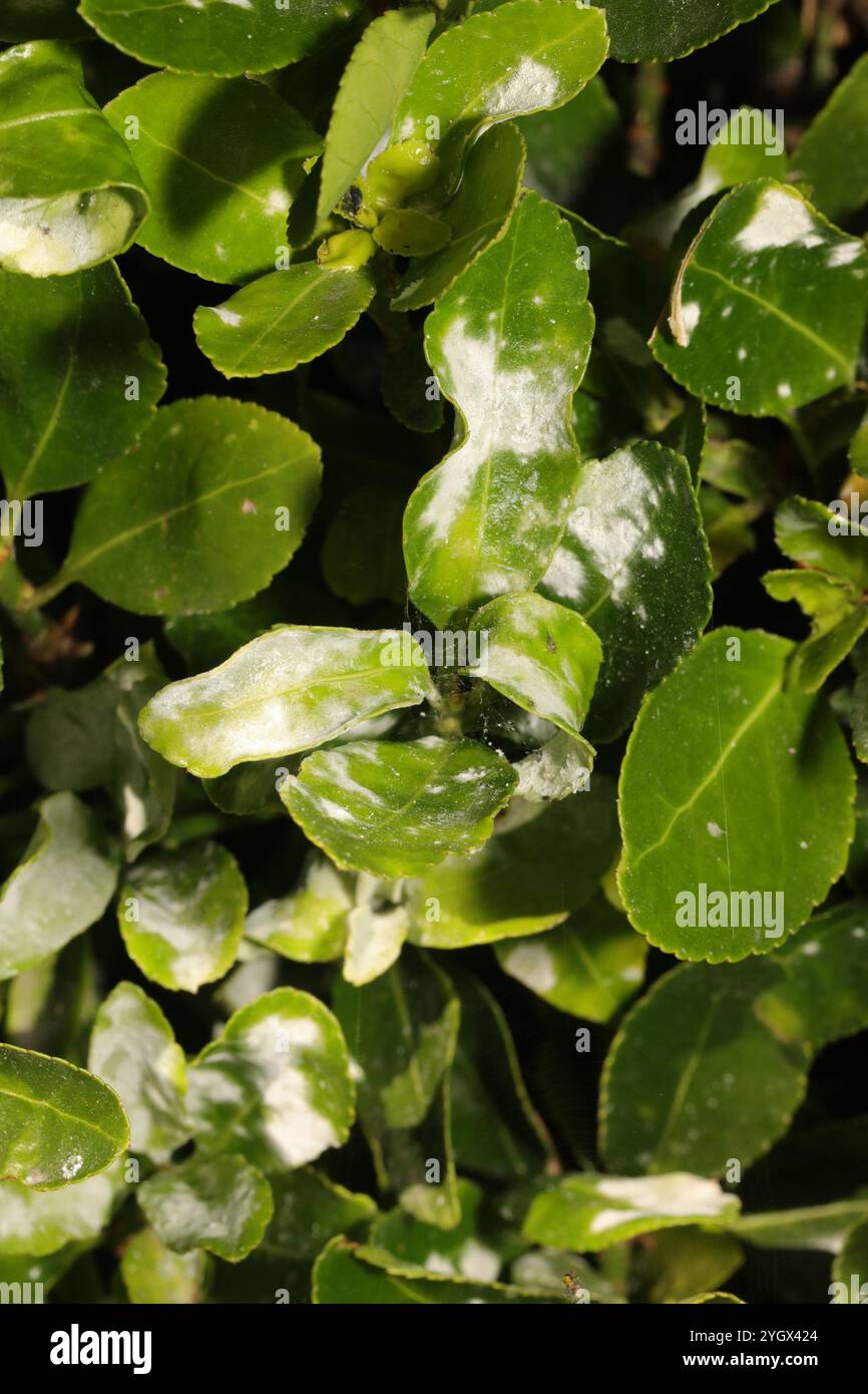 Spindletree powdery mildew (Erysiphe euonymicola Stock Photo - Alamy