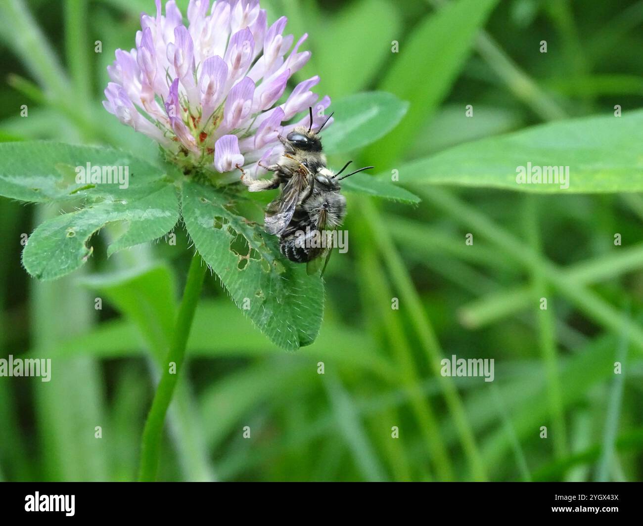 Orange-tipped Wood-digger (Anthophora terminalis Stock Photo - Alamy