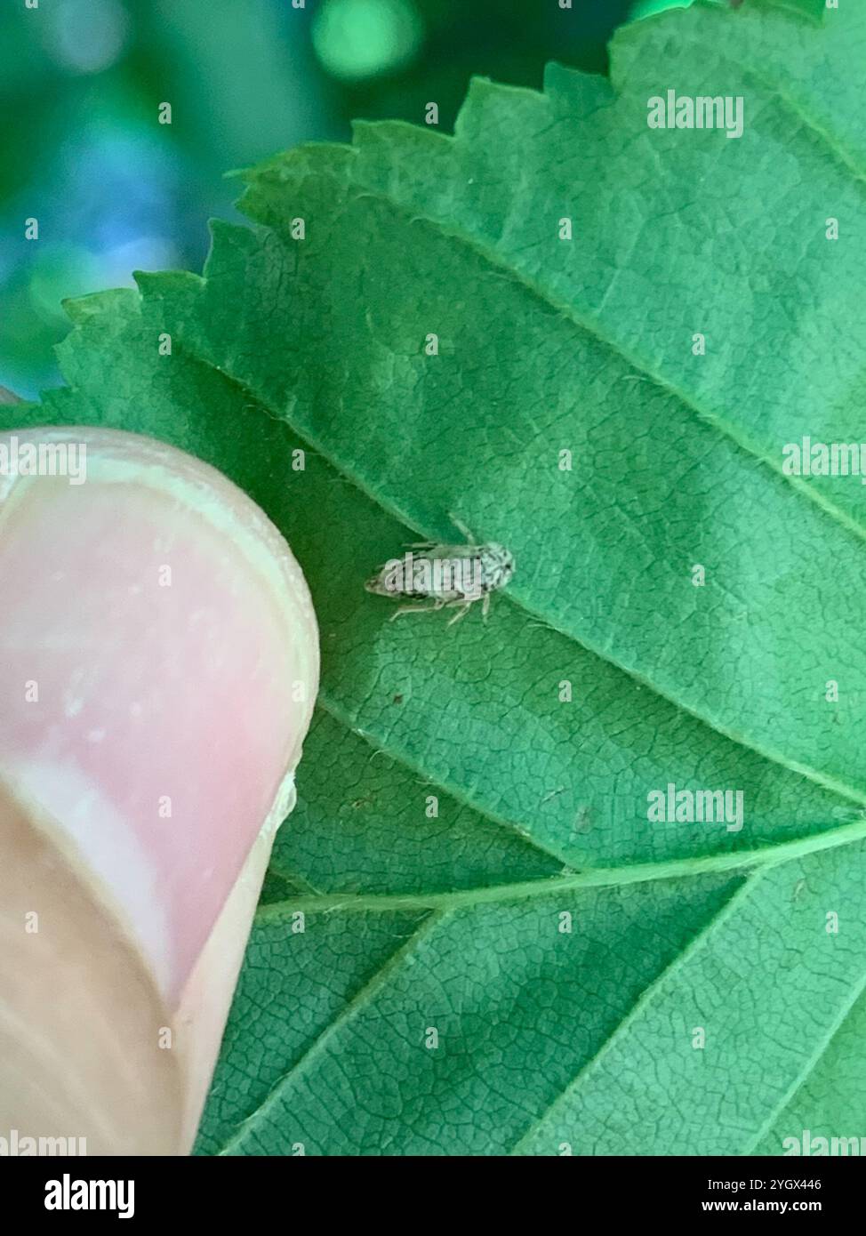 Typical Leafhoppers (Cicadellidae Stock Photo - Alamy