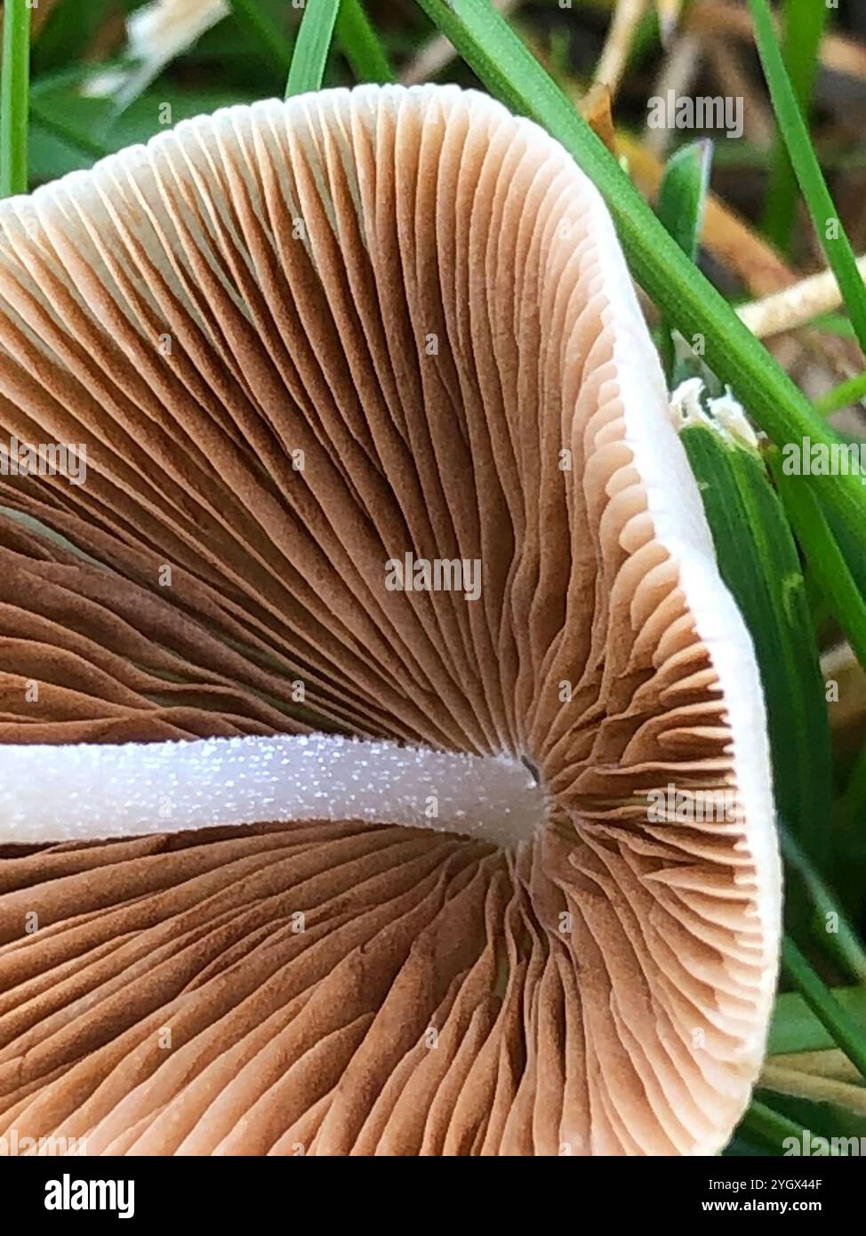 milky conecap (Conocybe apala Stock Photo - Alamy
