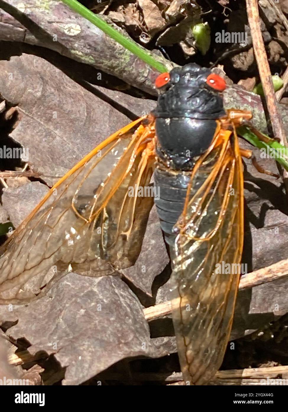 Periodical Cicadas (Magicicada Stock Photo - Alamy