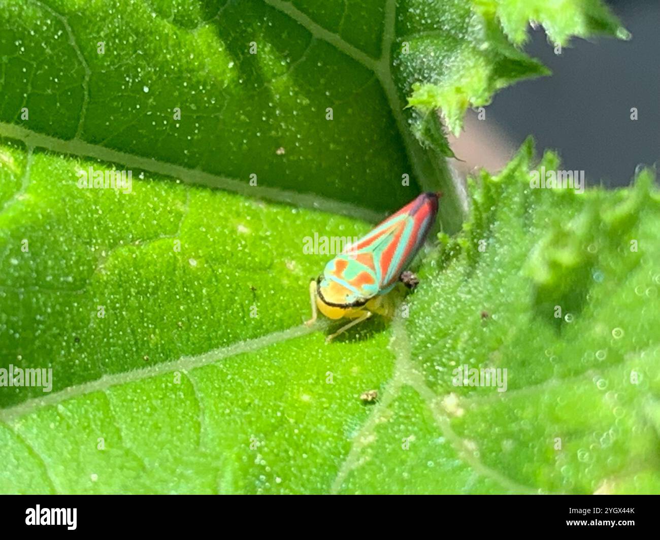 Red-banded Leafhopper (Graphocephala coccinea Stock Photo - Alamy